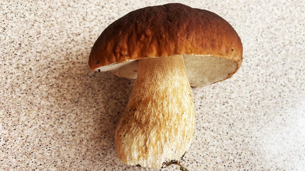 Zamrznuti proizvodi – Kopyfood